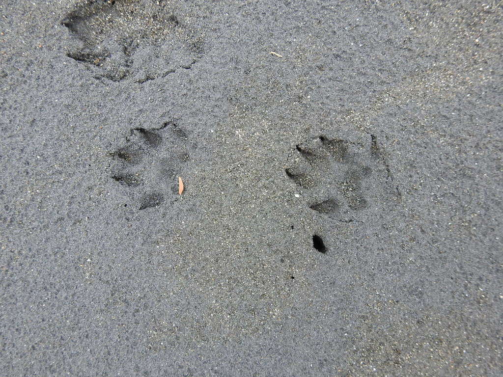 Eurasian Stoat from Tongaporutu on December 2, 2017 at 12:20 PM by ...