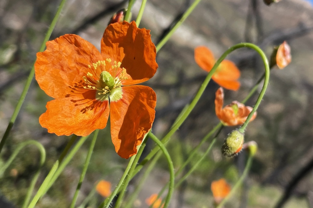 fire poppy (Poppies of California) · iNaturalist