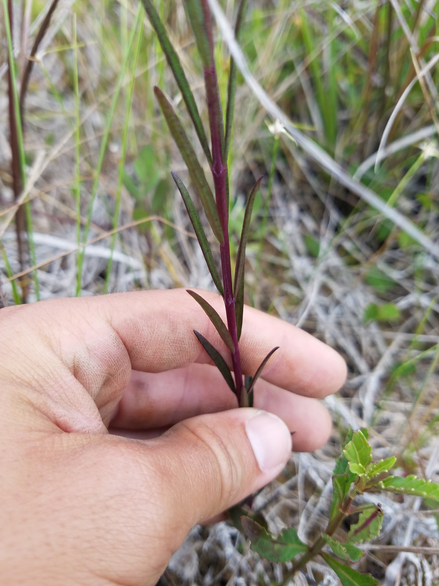 Agalinis linifolia (Nutt.) Britton