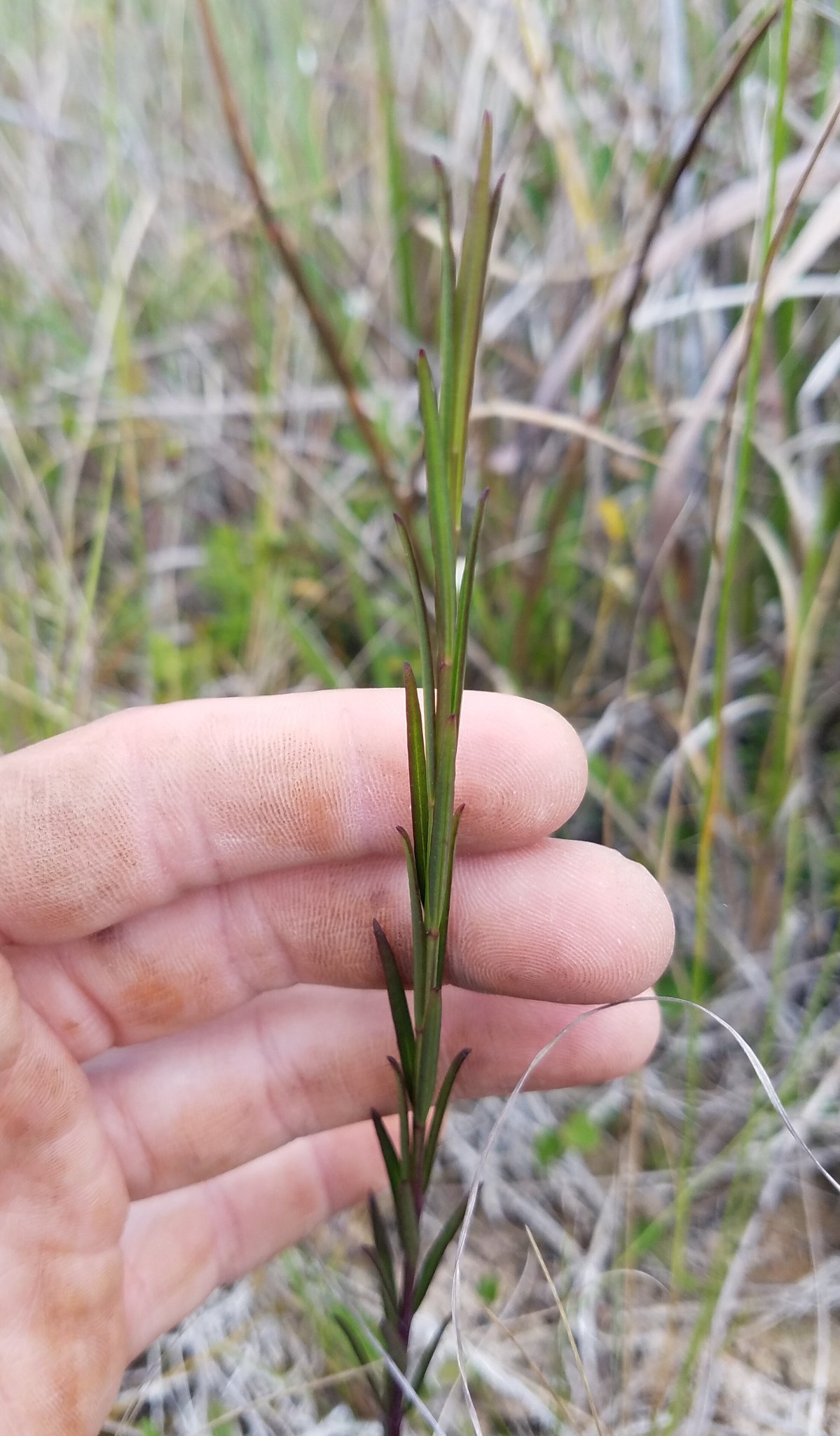 Agalinis linifolia (Nutt.) Britton