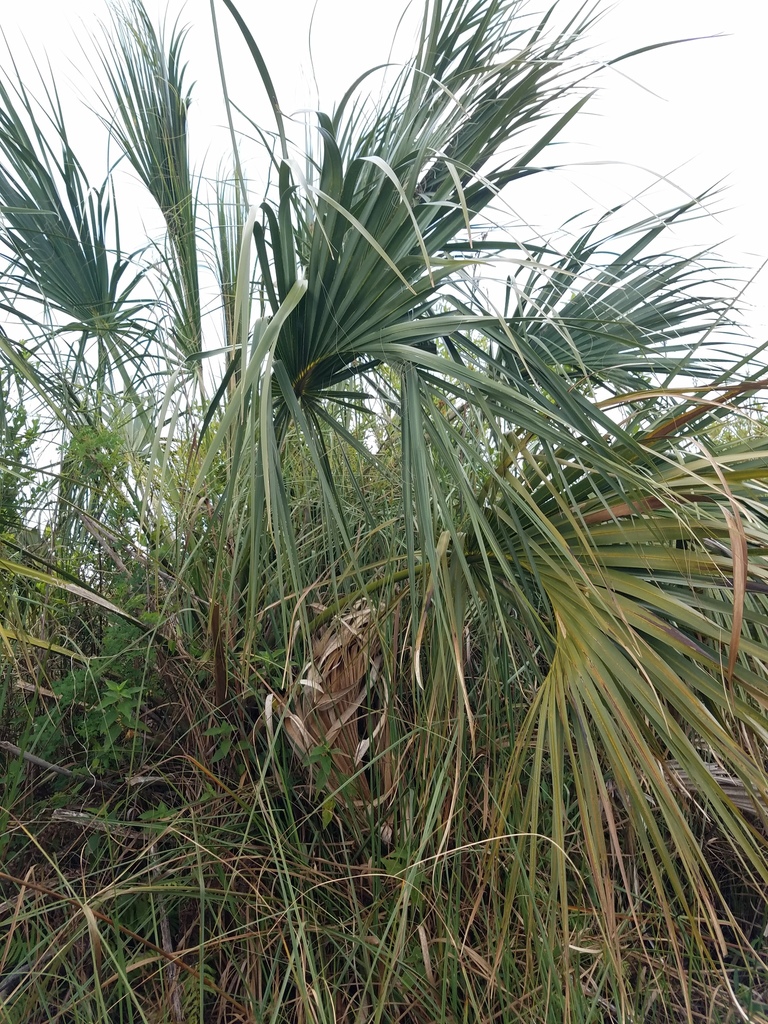 cabbage palmetto from Miami-Dade County, FL, USA on April 18, 2021 at ...