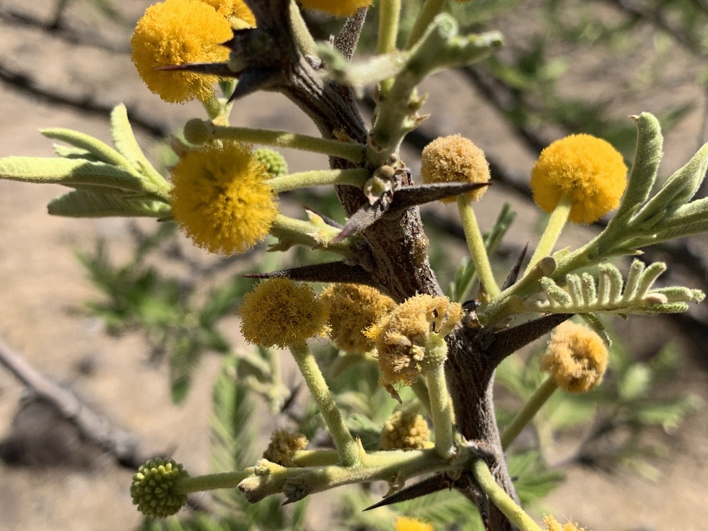 fern-leaf acacia from San Miguel de Allende, GTO, MX on April 18, 2021 ...