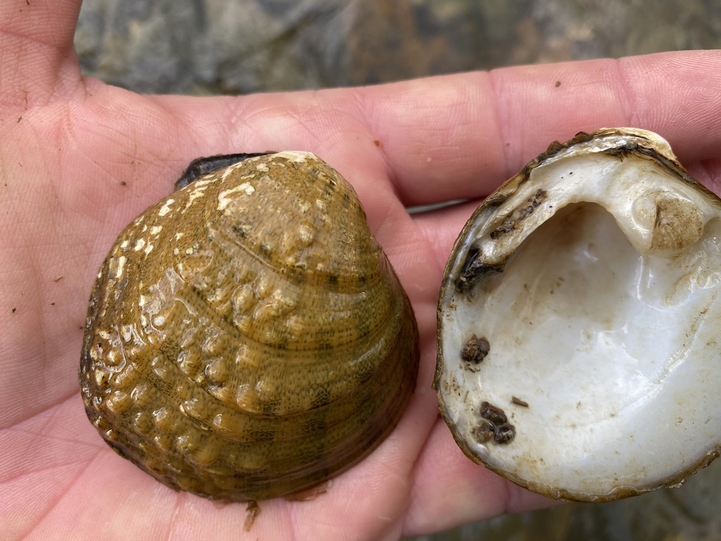 Fanshell in August 2020 by jpspaeth. Deadshell specimen (both valves ...