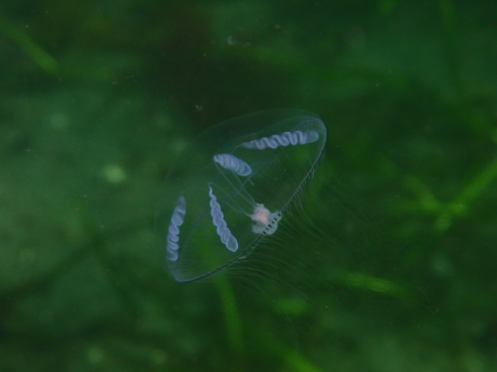 Eutonina indicans (Romanes, 1876)