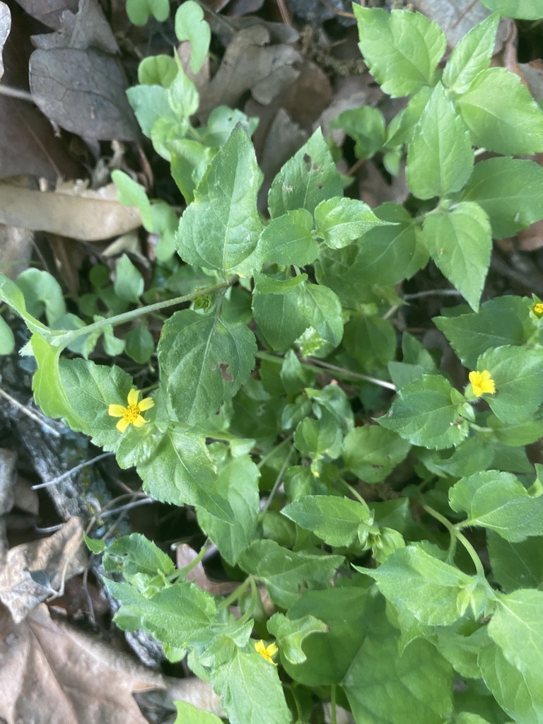 straggler daisy from W Pleasant Ridge Rd, Arlington, TX, US on April 18 ...