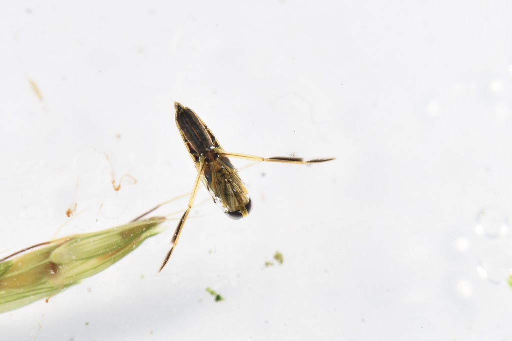 Anisops ogasawarensis from Magafuchi, Inashiki, Ibaraki 300-0743, Japan ...