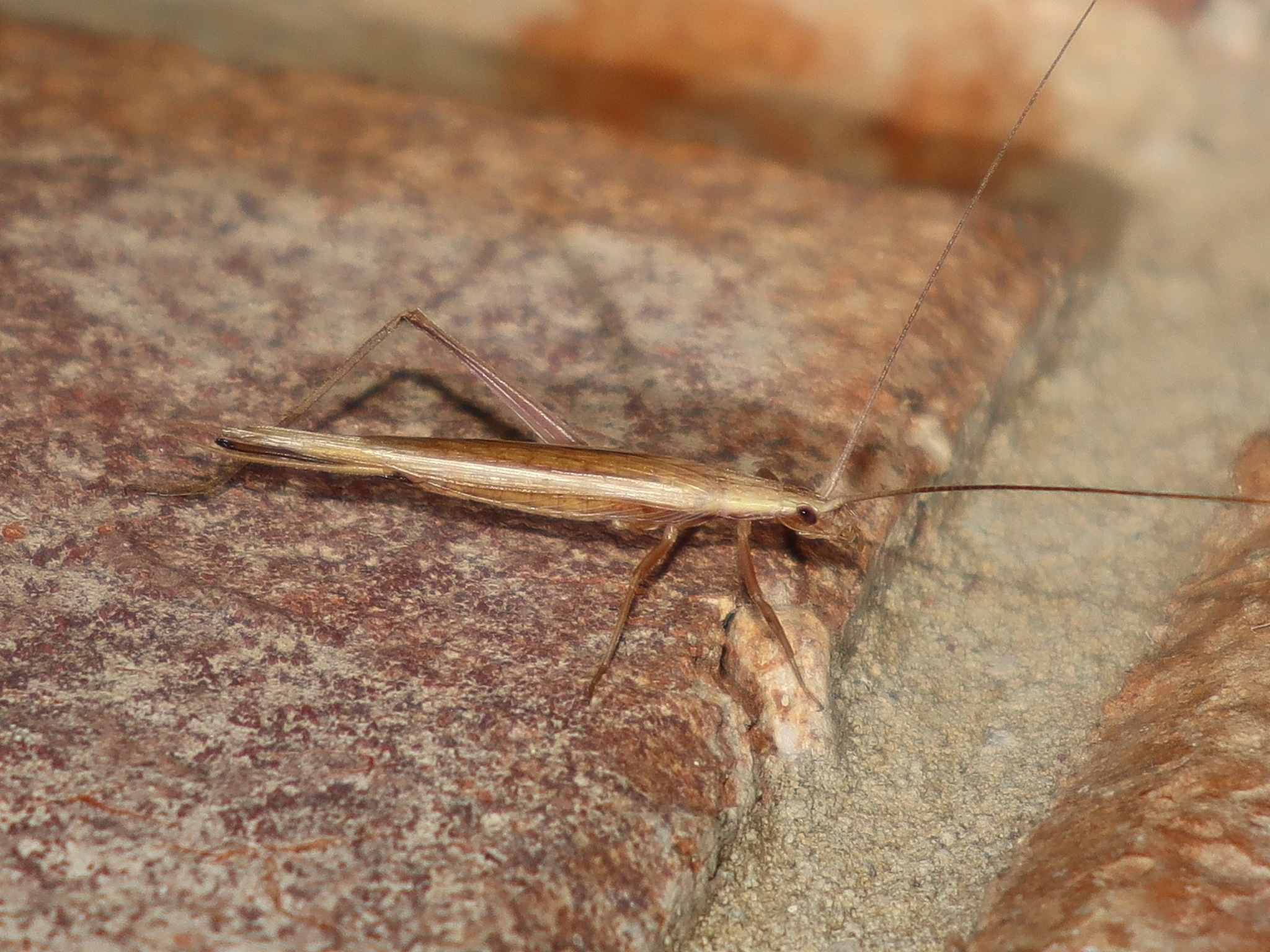 Oecanthus rufescens Serville, 1838