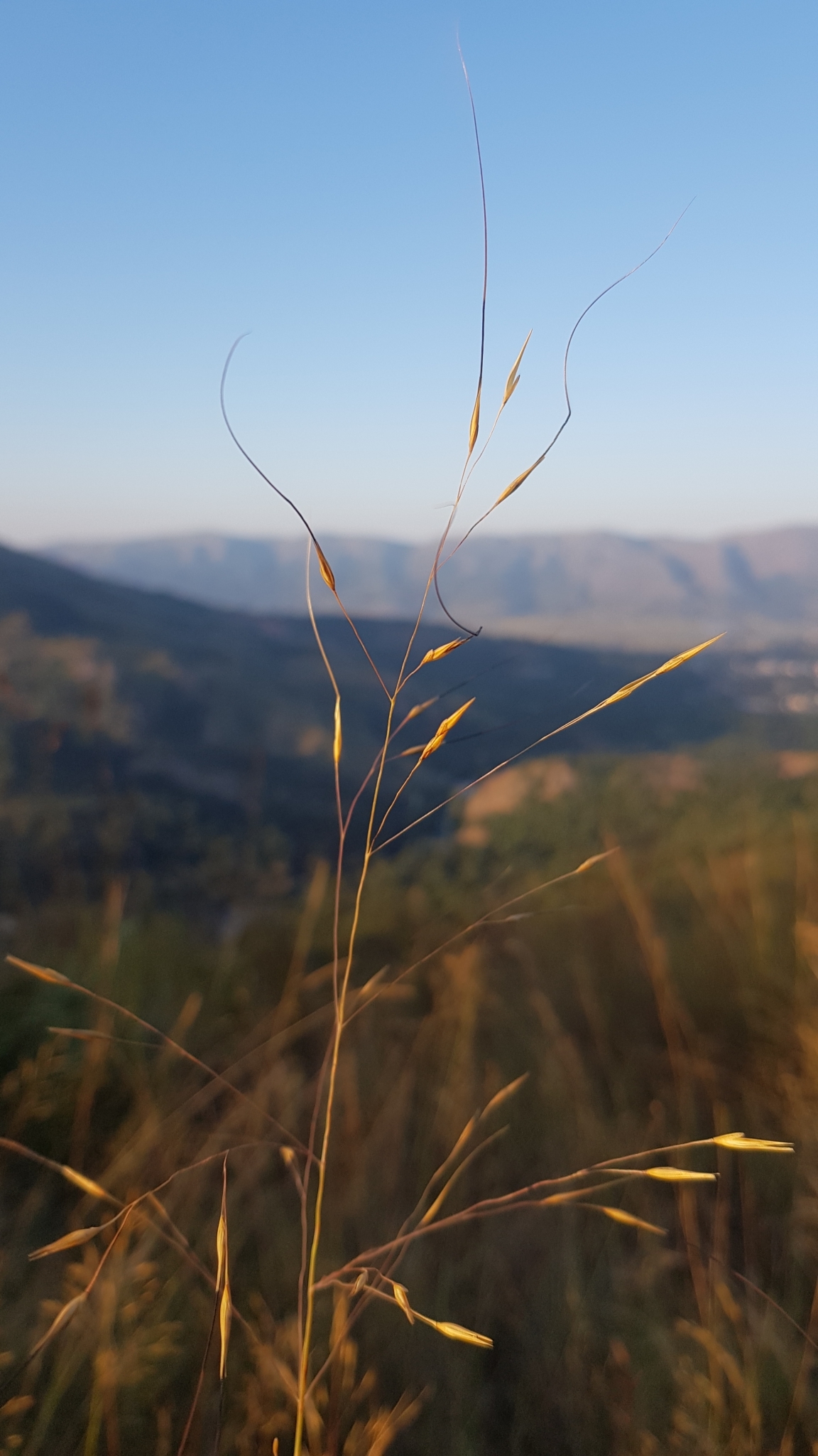 Loudetia simplex (Nees) C.E.Hubb.