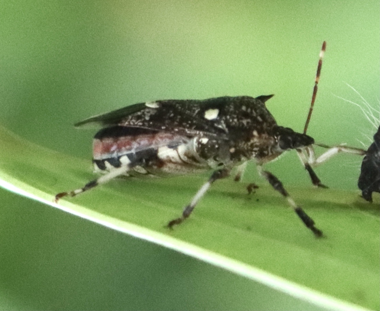 Eocanthecona furcellata (Wolff, 1811)