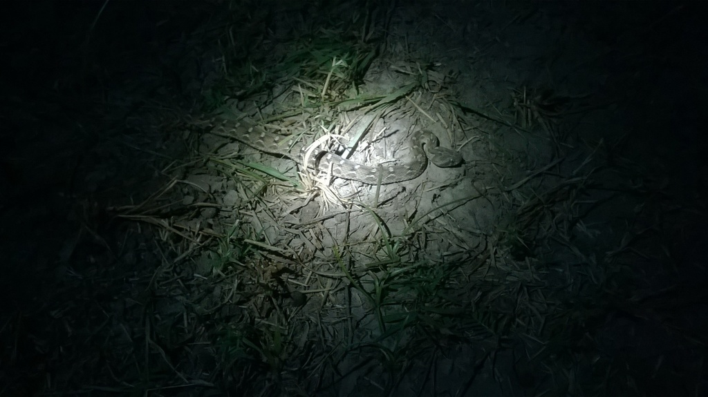 10 Facts About The Saw-Scaled Viper (India) – Snake Radar