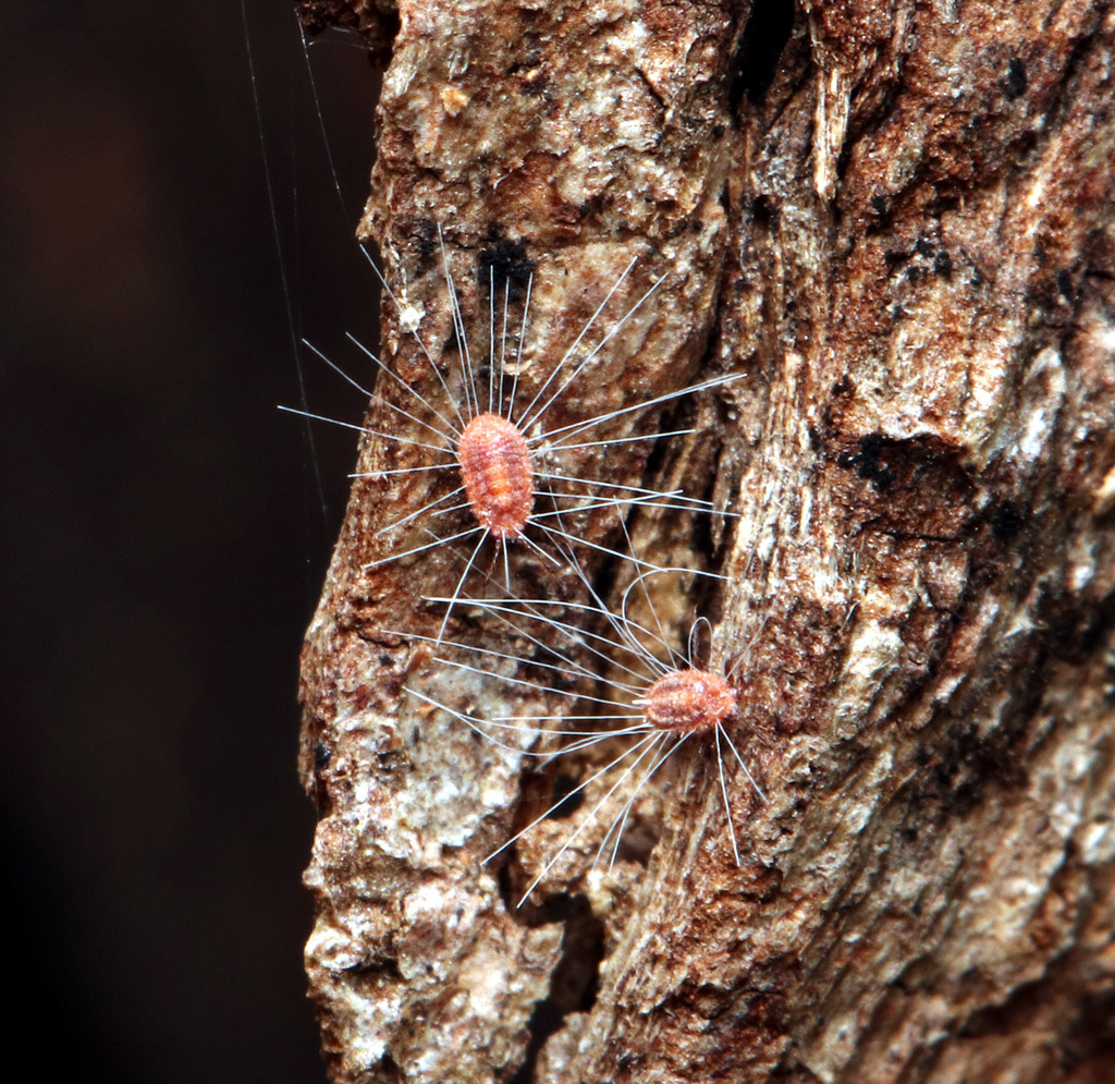 Giant Scale Insects in January 2021 by juliegraham173 · iNaturalist