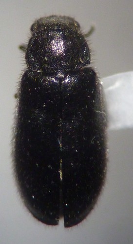 Hoppingiana hudsonica · NaturaLista Colombia