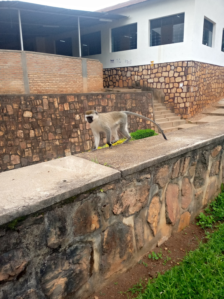 Vervet Monkey from RN1 university of Rwanda Huye campus, Rwanda by ...