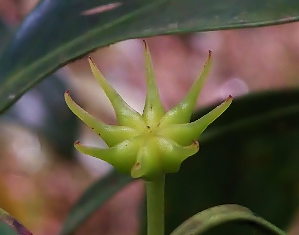 Japanese star anise (Illicium anisatum) - Botanical Realm