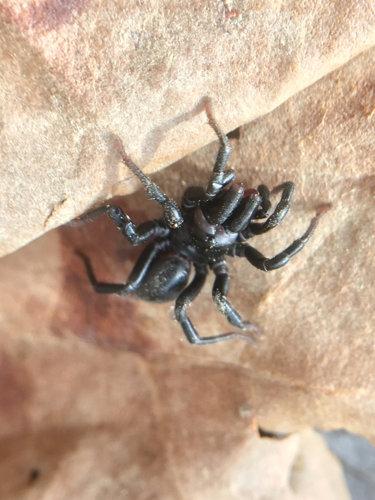 Black Purseweb Spider in April 2021 by samiam29 · iNaturalist