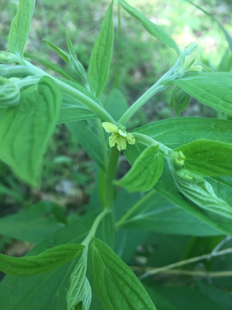 American gromwell from Compton, AR, US on April 18, 2021 at 09:42 AM by ...