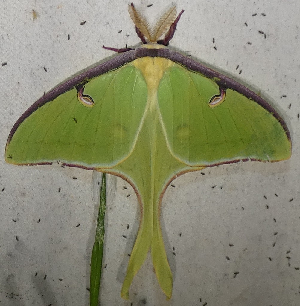 North American Luna Moth from Green House on April 19, 2021 at 04:05 AM ...