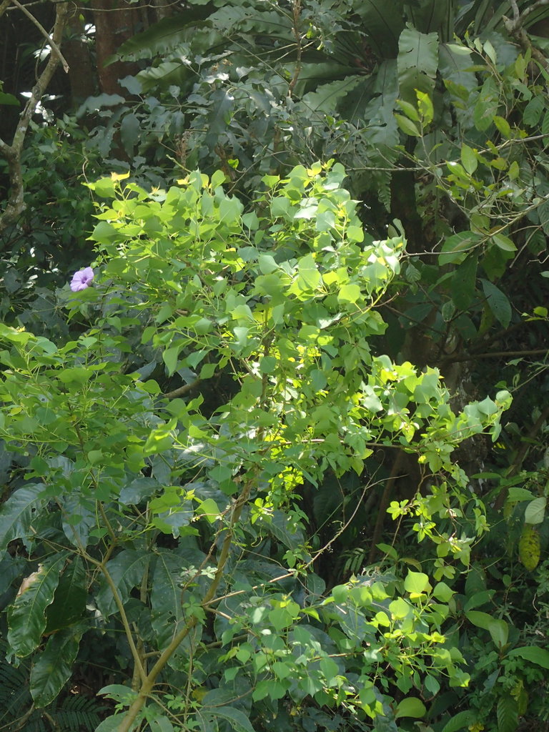 Chinese Tallow from Taipei, Taipei, Taiwan on April 18, 2021 at 11:18 ...