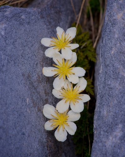 Clematis marmoraria · iNaturalist
