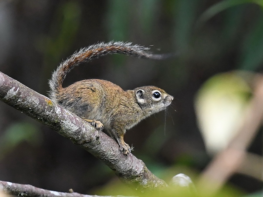Sunda Tree Squirrels (Sundasciurus) - Know Your Mammals