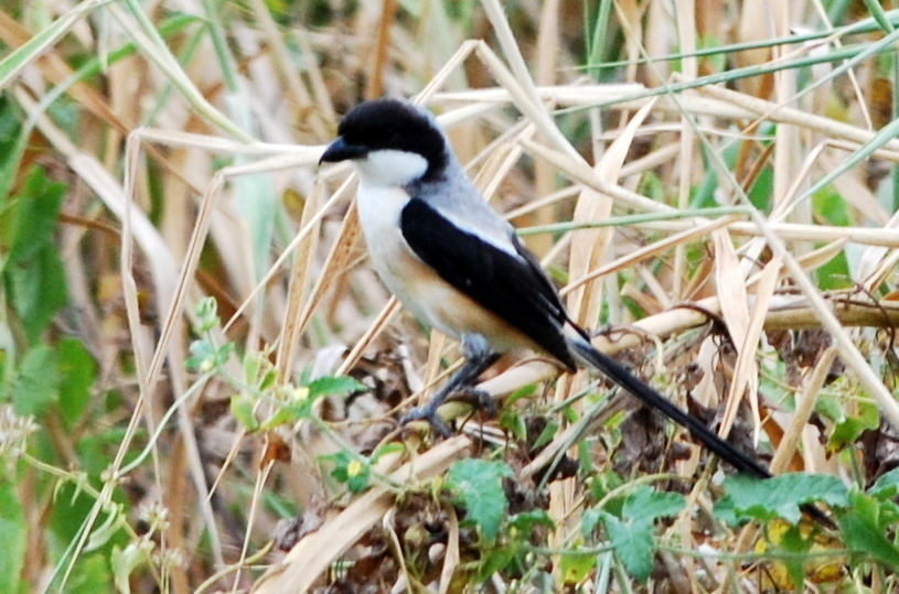 Long-tailed Shrike (Birds of Singapore) · iNaturalist