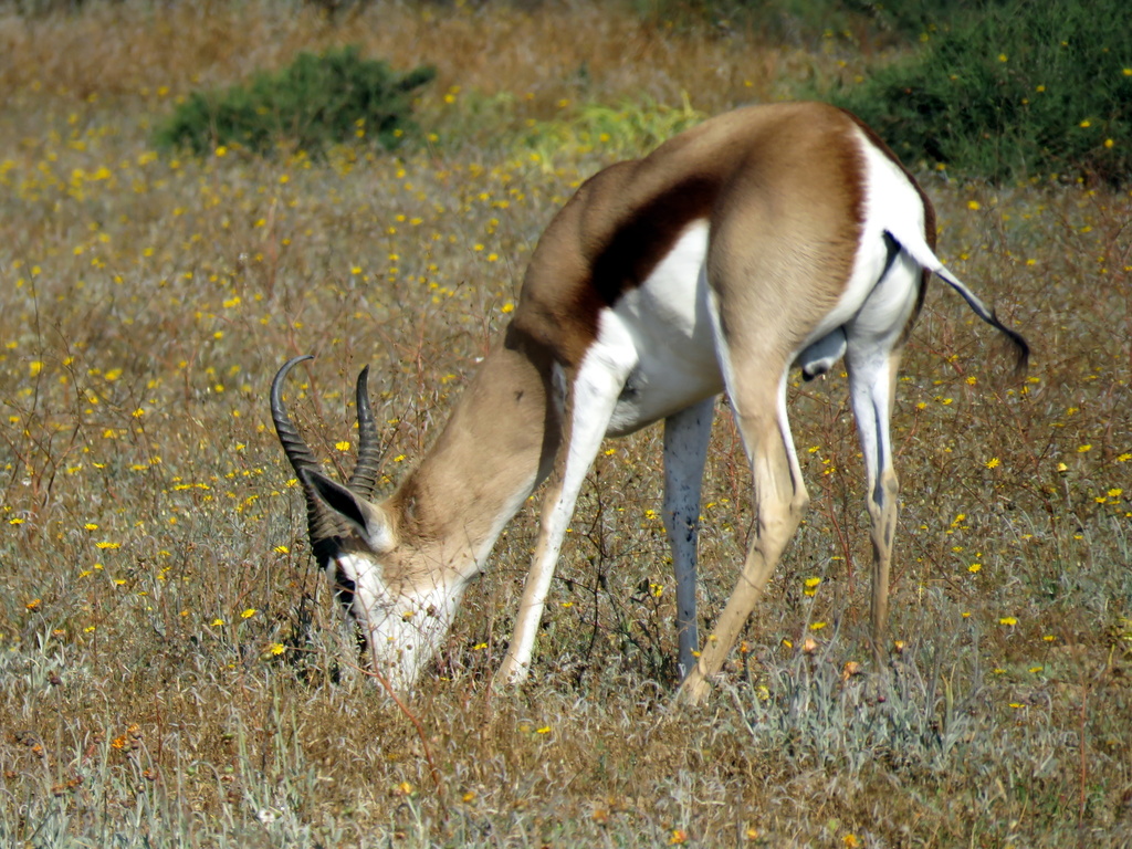 Karoo Springbok from Namaqua National Park on October 7, 2015 at 03:51 ...
