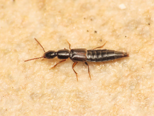 Othius laeviusculus · iNaturalist