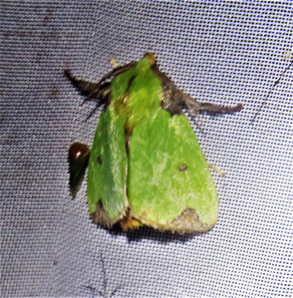 Parasa wellesca from La Unión, Honduras on April 09, 2021 at 08:03 PM ...