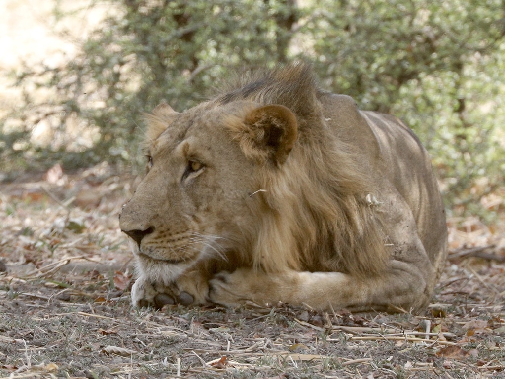 Northern Lion in April 2021 by congonaturalist · iNaturalist