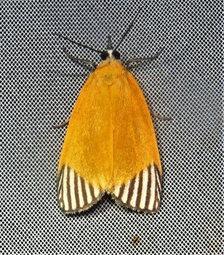 Genus Mapeta · iNaturalist United Kingdom