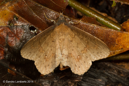 Radosa albicosta · iNaturalist