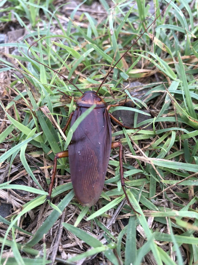 American Cockroach from Padre Island National Seashore, TX, US on April ...