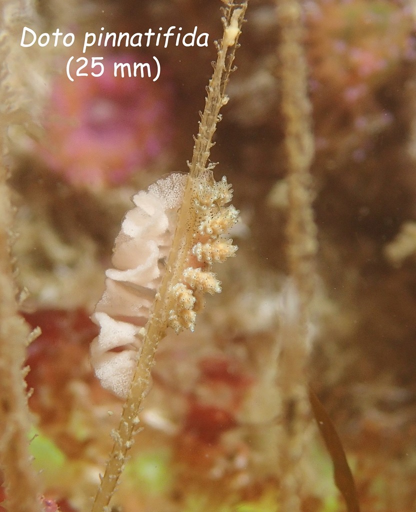 Doto pinnatifida (Montagu, 1804)