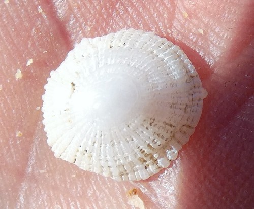 Button Snails (Trimusculus)