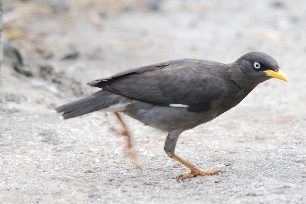 Javan Myna (Birds of Singapore) · iNaturalist