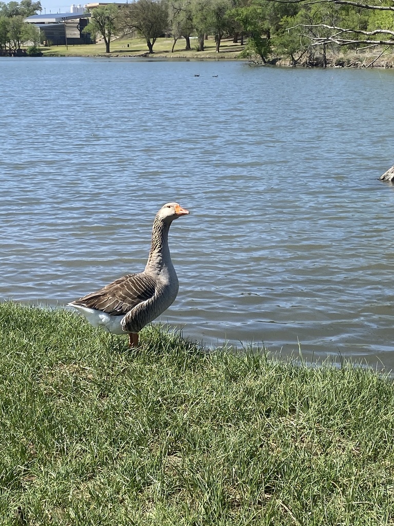 Grey Geese from Park Rd 18, Lubbock, TX, US on April 19, 2021 at 06:13 ...