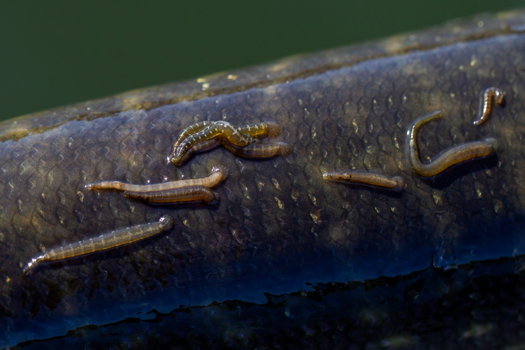 Fish Leech from Inkoo, Hankelöfjärden, Suomi on April 17, 2021 at 11:26 ...