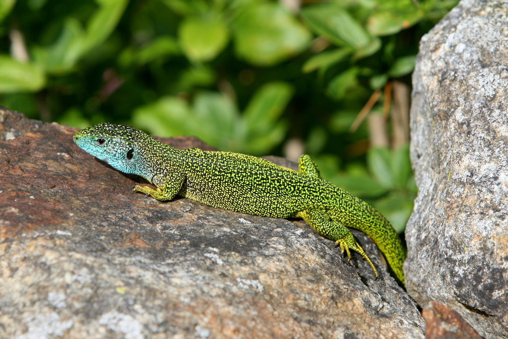 Western Green Lizard in May 2016 by chorthippus · iNaturalist