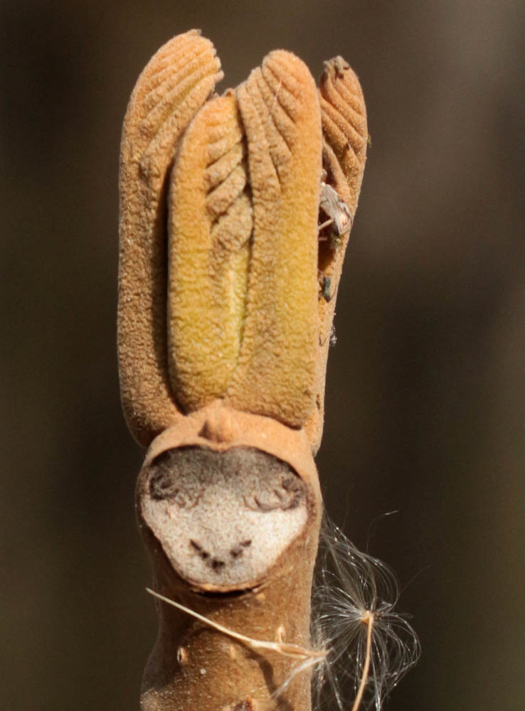 walnut family (Juglandaceae) - Botanical Realm