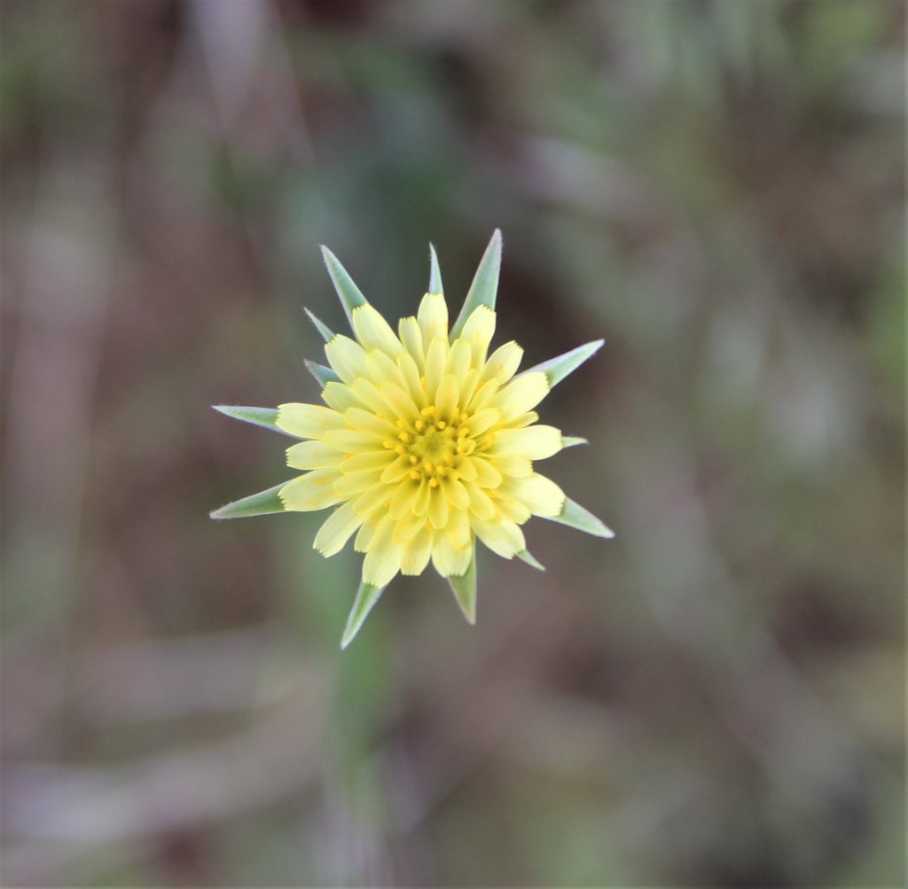 silverpuffs from San Diego County, CA, USA on April 16, 2021 at 08:49 ...