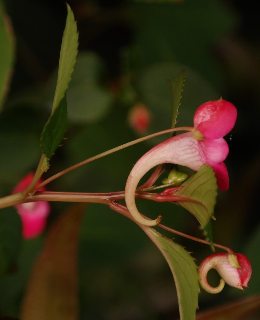 Impatiens salpinx in September 2017 by Nick Helme. endemic; to 1m; occ ...