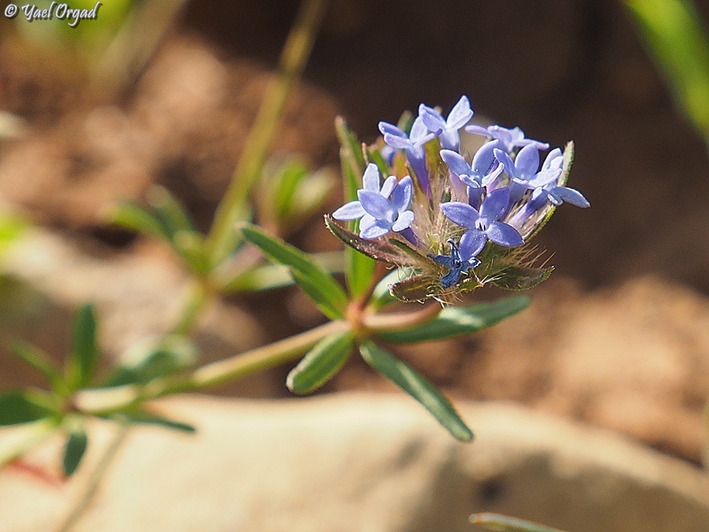Asperula arvensis L.