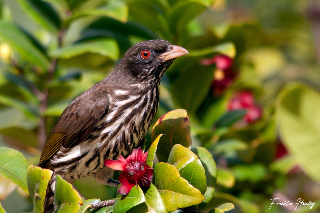 Cigua Palmera (Guía de prueba) · iNaturalist