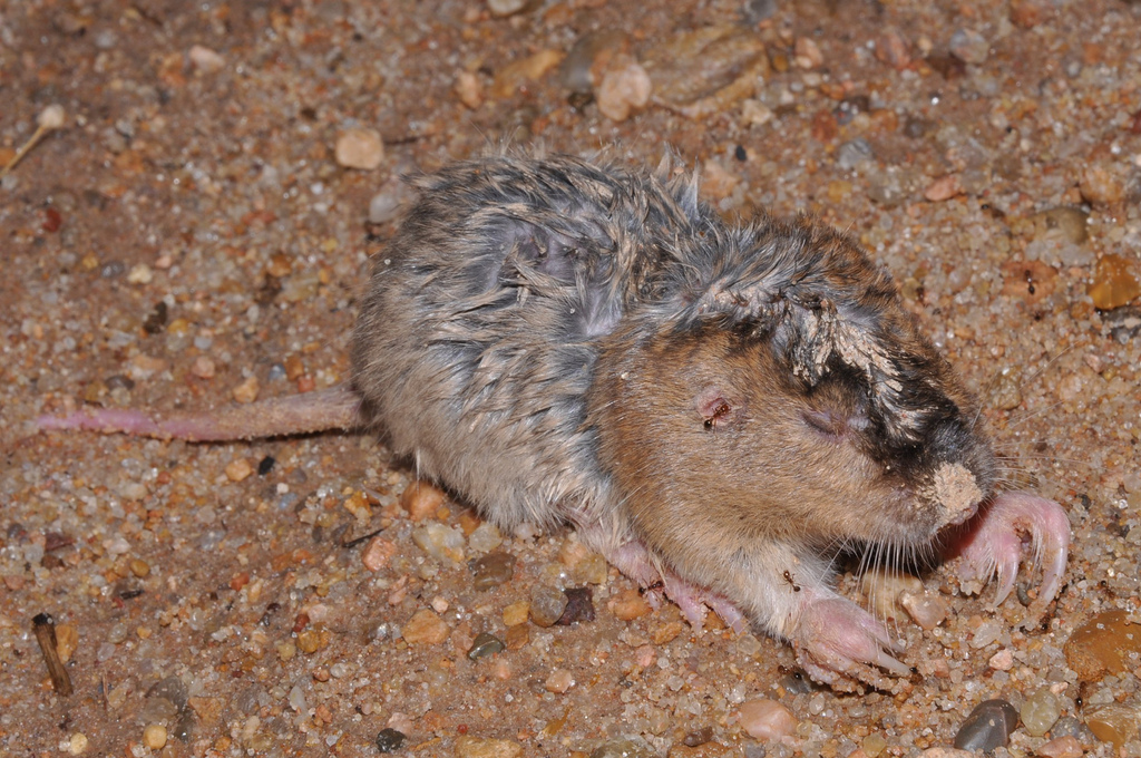 Attwater's Pocket Gopher from Austin County, US-TX, US on May 12, 2011 ...