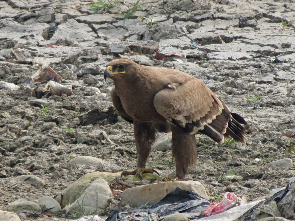 Steppe Eagle in March 2012 by Mark D. Read · iNaturalist