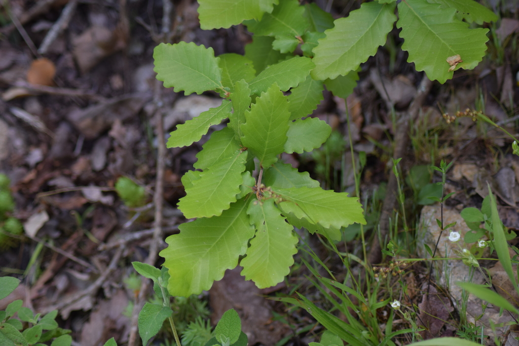 Mirbeck's oak (Quercus canariensis) - Botanical Realm
