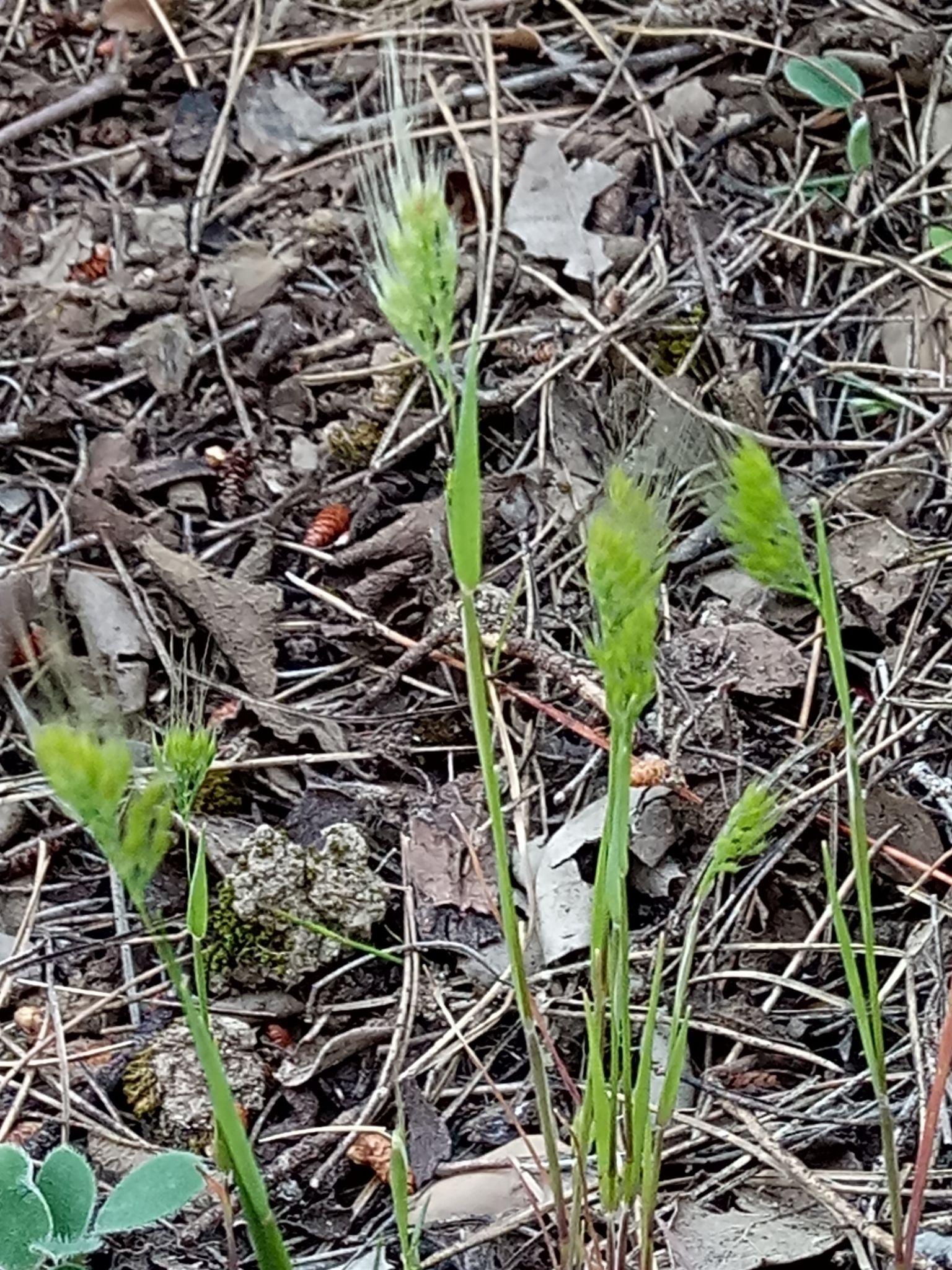 Cynosurus elegans Desf.