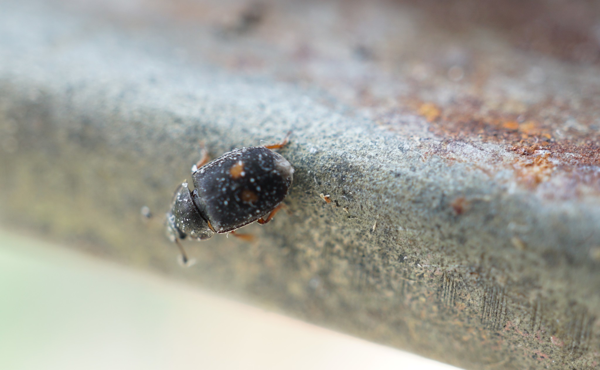 Nitidula bipunctata (Linnaeus, 1758)