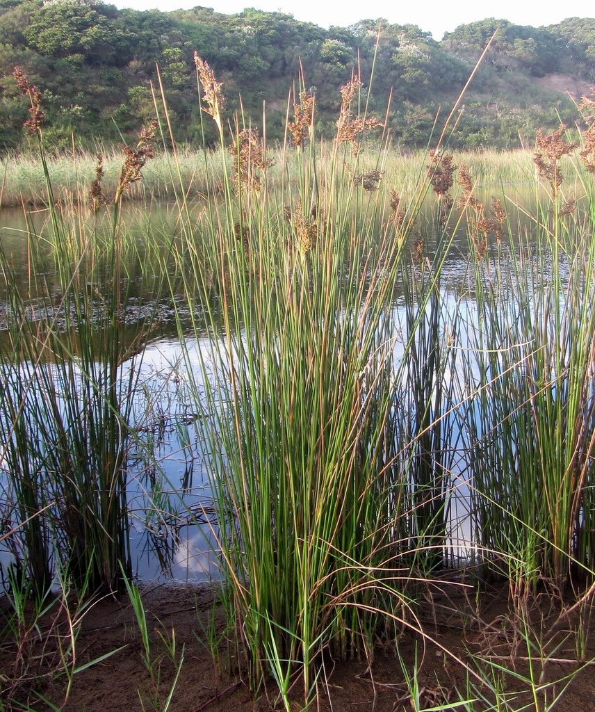 Sea Rush from Siyayi Estuary, (South) Uthungulu DC, South Africa on ...