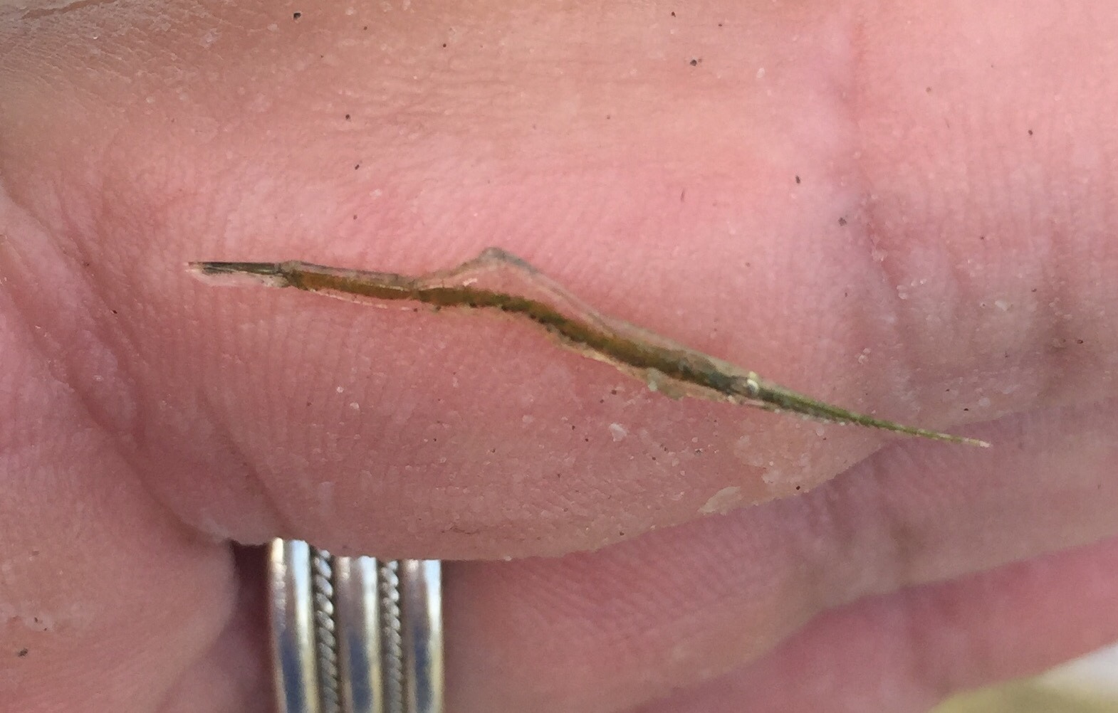 Tozeuma carolinense Kingsley, 1878